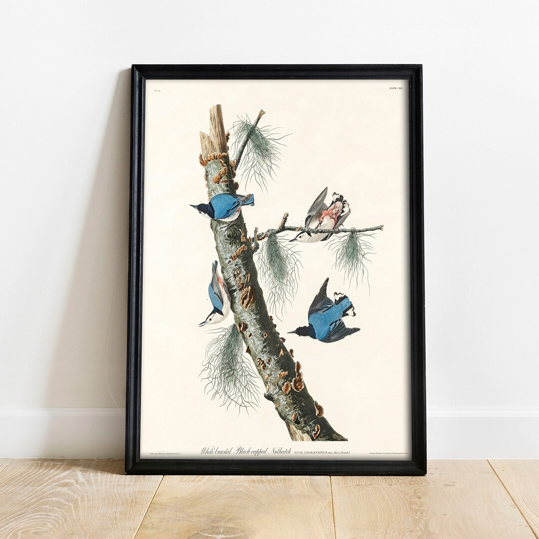 Nuthatch Bird Print: Vintage Audubon Black-capped Bird Art - Etsy