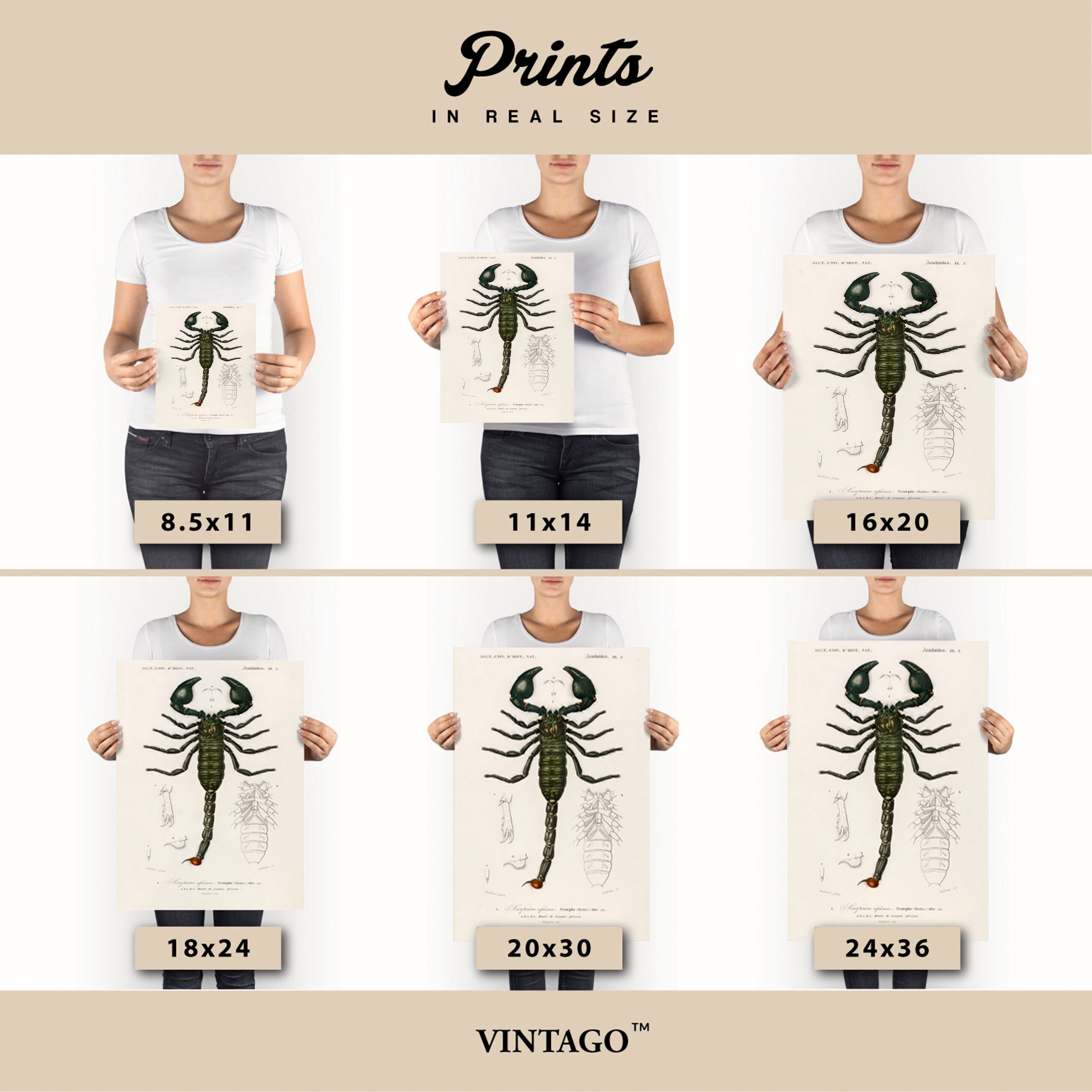 Scorpion Print Antique Animal Painting Vintage Drawing - Etsy