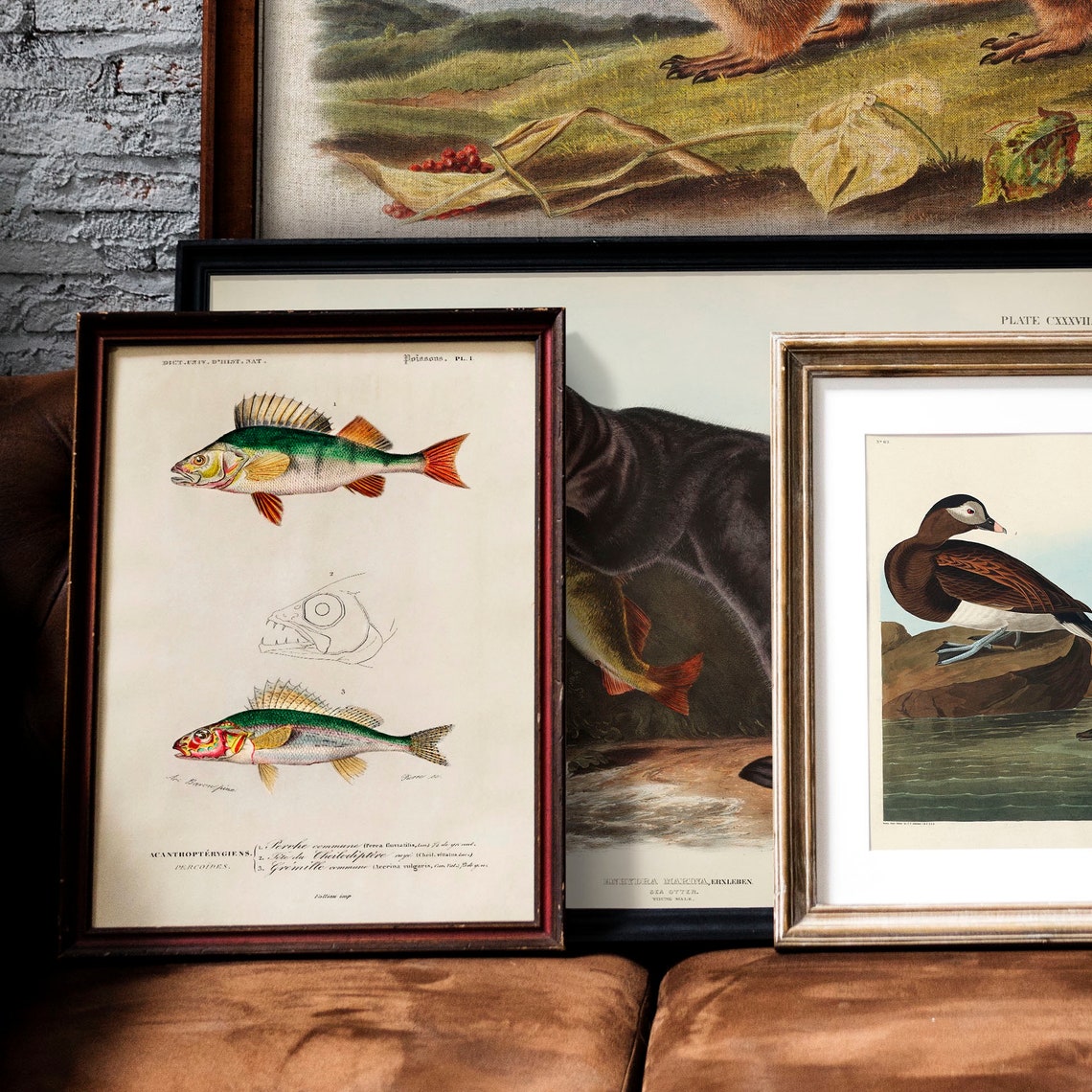 Perch Antique Print Illustration Vintage Fish Poster Fishing | Etsy