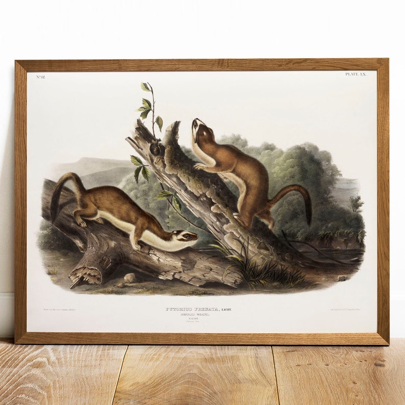 Antique Weasel Print: Vintage Zoology Wall Art Decor - Etsy