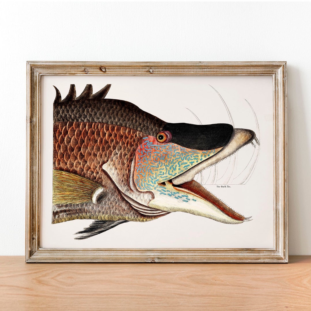 Grat Hog Fish Antique Print Illustration, Vintage Poster, Fishing Wall ...