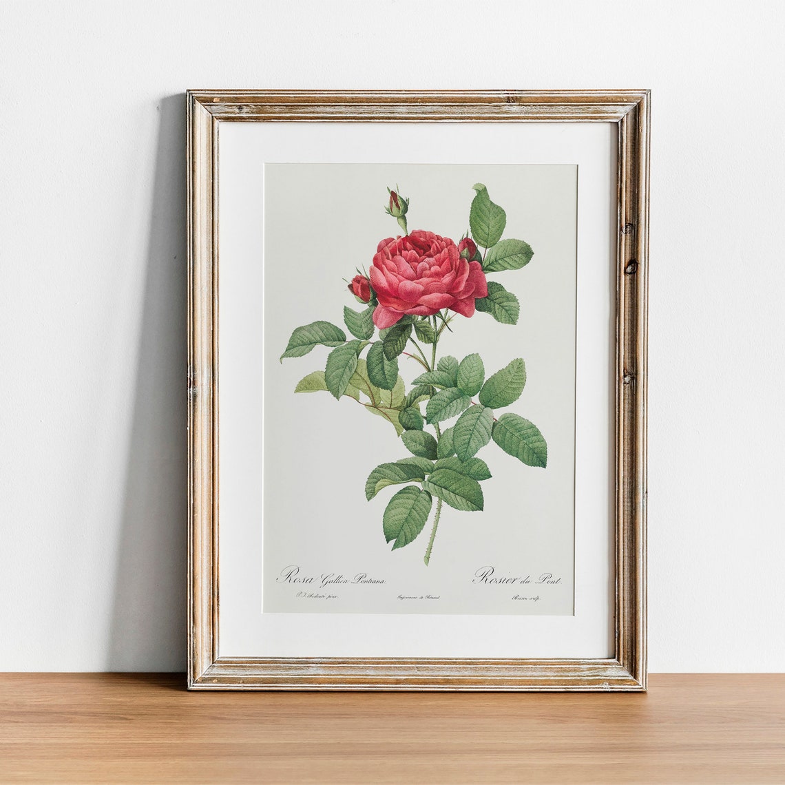 Flower Illustration Red Rose Print Antique Botanical | Etsy