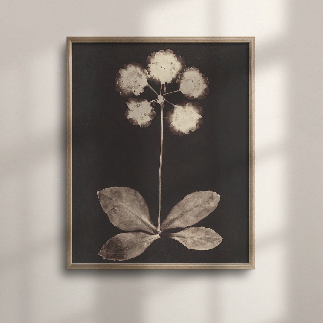 Antique Botanical Wall Art, Minimalist Black and White Floral Poster ...