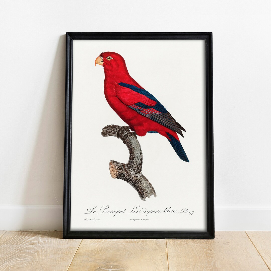 Parrot Print, Antique Space Painting, Vintage Drawing Poster Wall Art ...