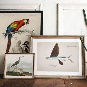 Flyfish Fish Print, Vintage Fishing Poster Wall Art Decor, Gift for Dad ...