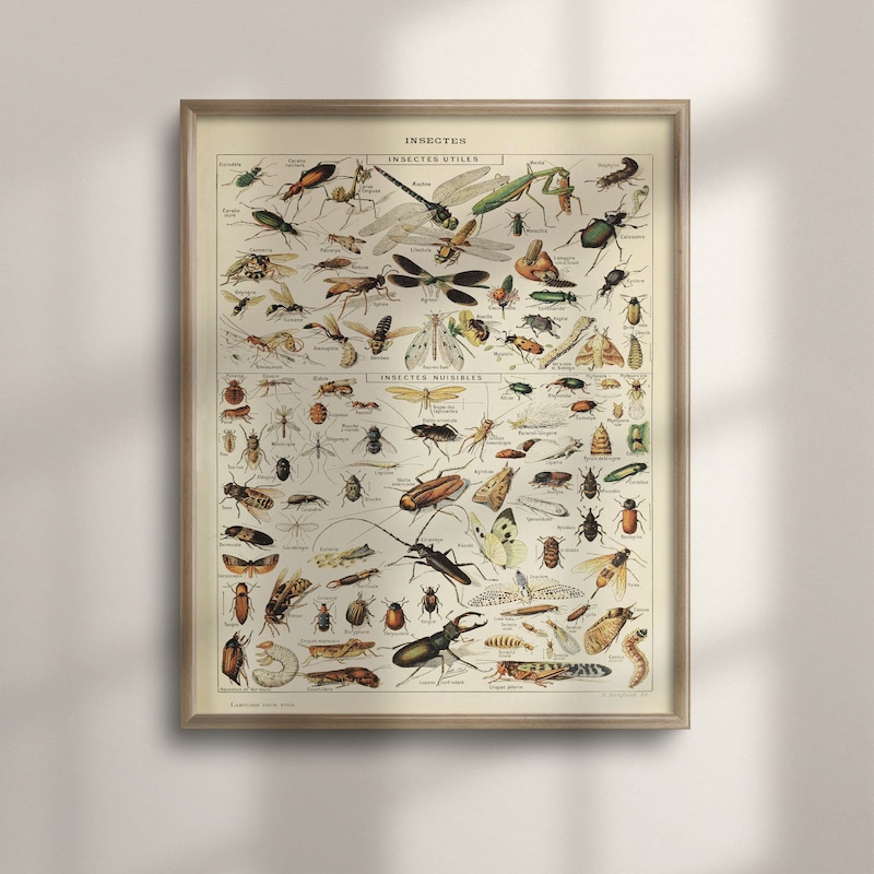 Insect Poster - Etsy