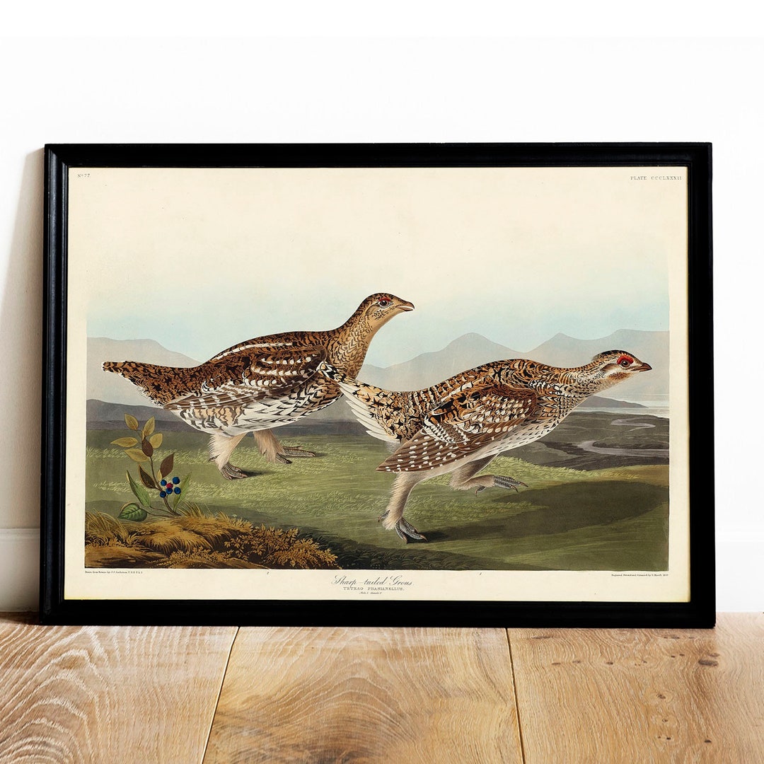 Grouse Print, Antique Bird Painting, Vintage Drawing Poster Wall Art ...