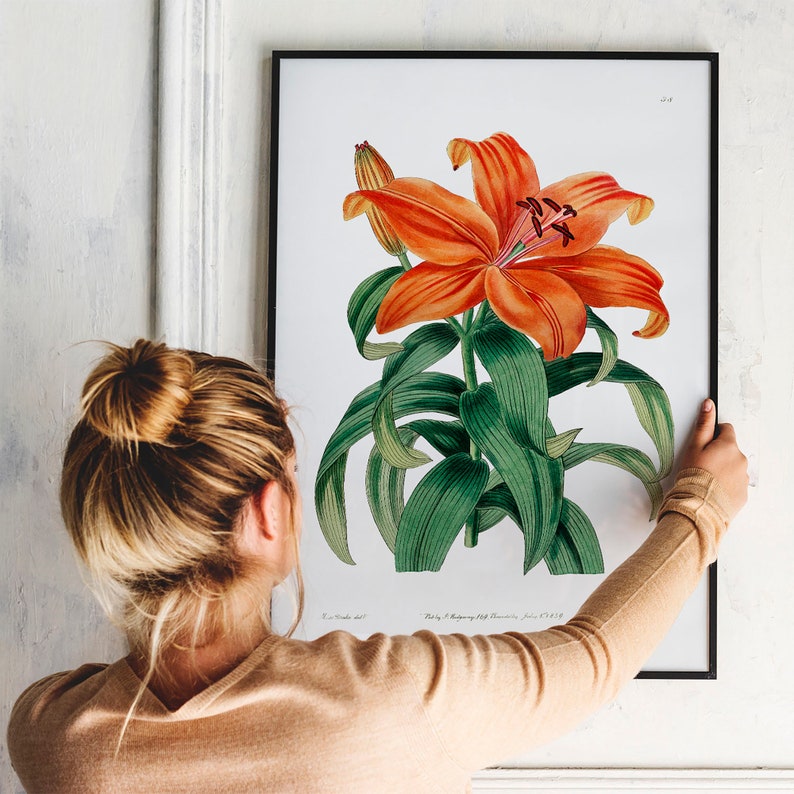 Lily Print Vintage Botanical Poster Wall Art Decor Orange - Etsy