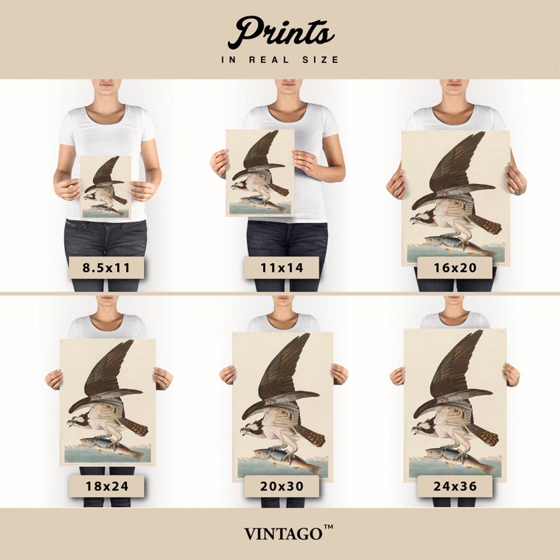 Fish Hawk Print Antique Bird Painting Vintage Drawing Poster | Etsy