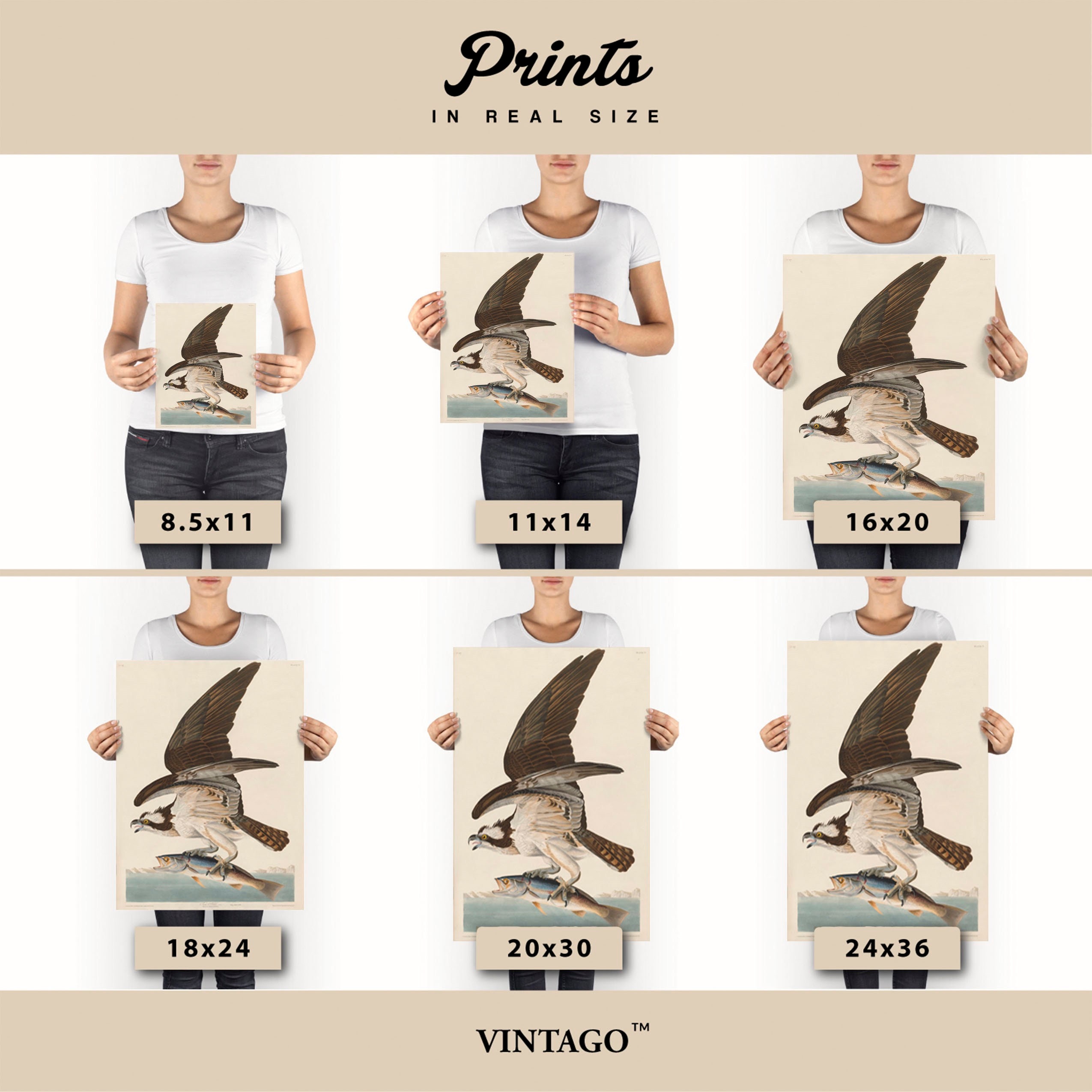 Fish Hawk Print Antique Bird Painting Vintage Drawing Poster | Etsy