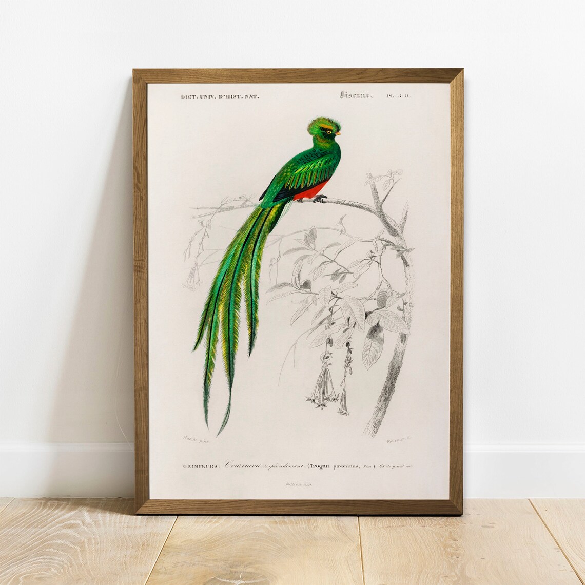 Parrot Print Antique Animal Painting Vintage Drawing Poster - Etsy