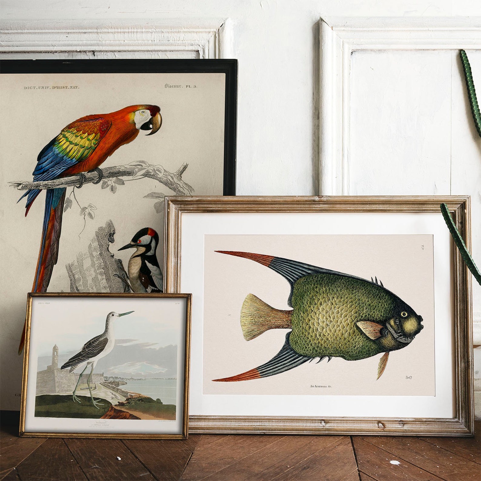 Angelfish Fish Print Vintage Fishing Poster Wall Art Decor - Etsy