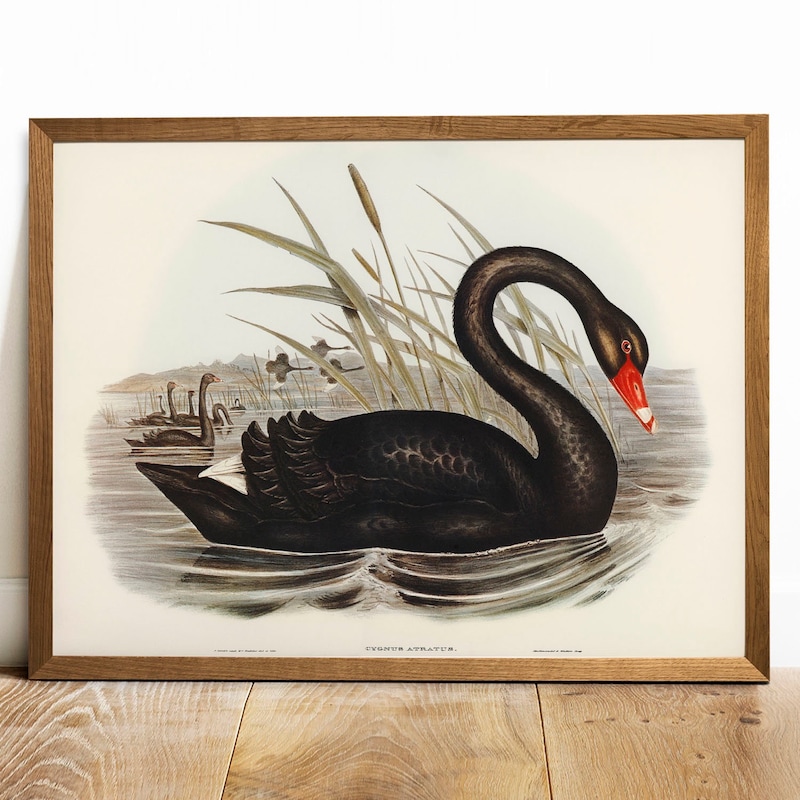 Swan Print - Etsy