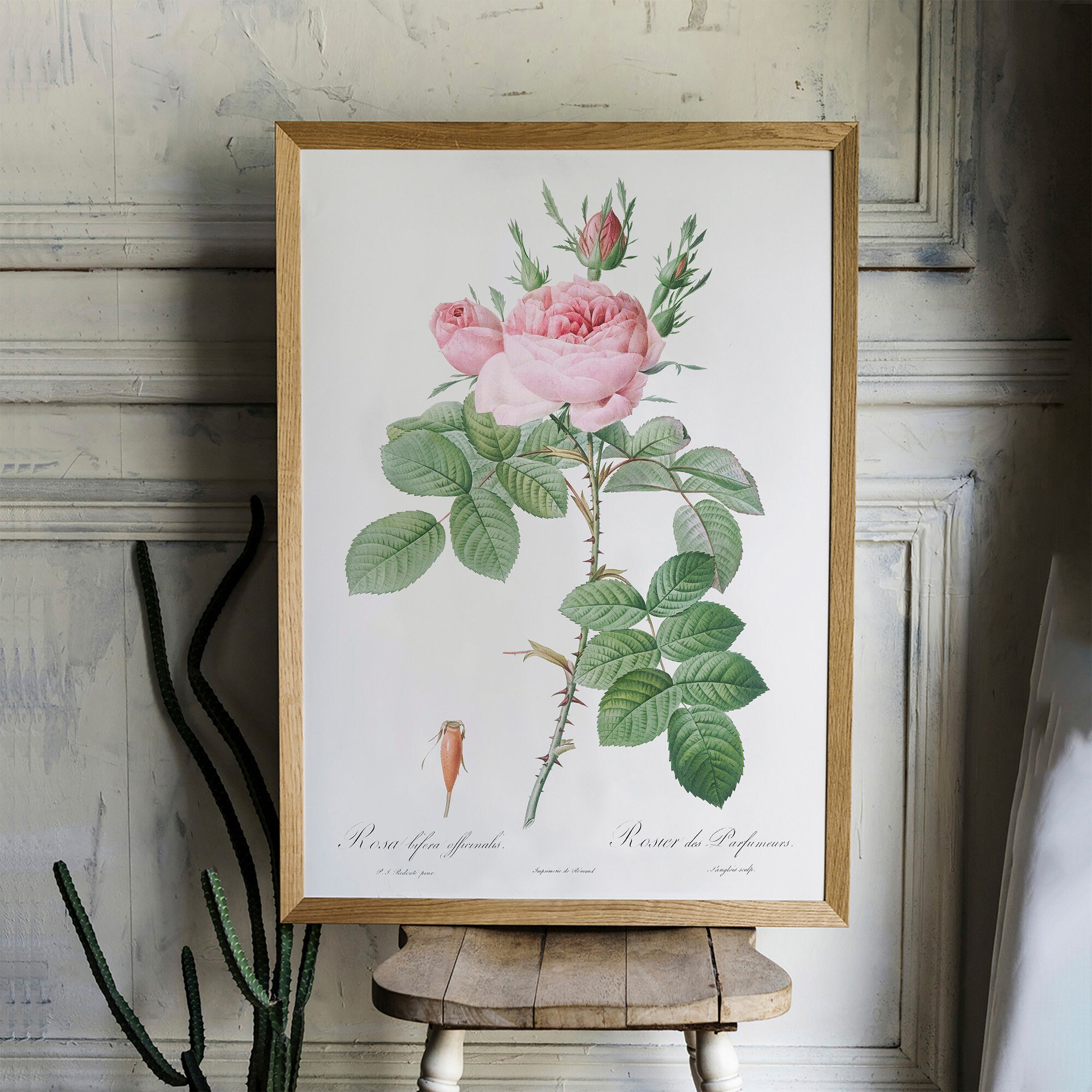 Antique Flower Print Pink Rose Print Antique Botanical | Etsy