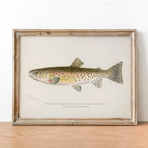 Red Throat Black Spotted Fish Print Vintage Fishing Poster - Etsy