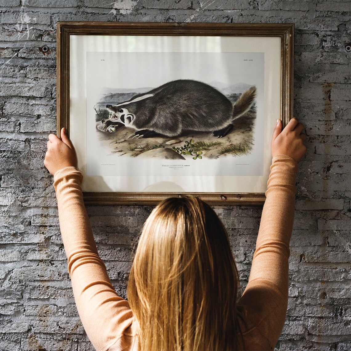 Badger Print Antique Animal Painting Vintage Drawing Poster | Etsy