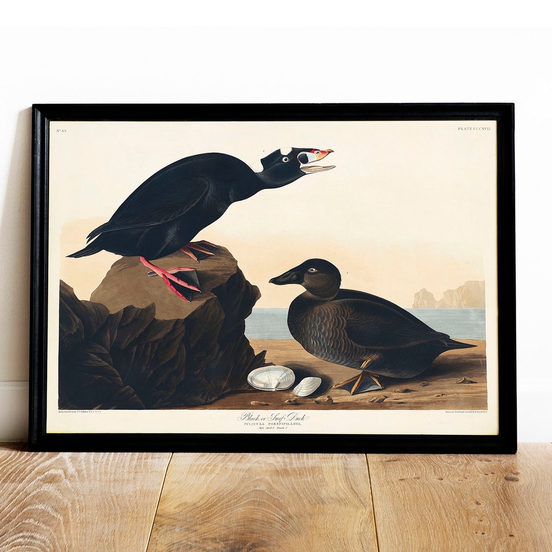 Black Duck Print, Antique Bird Painting, Vintage Drawing Poster Wall ...