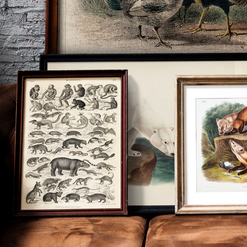 Mammal Collection Print Antique Animal Painting Vintage - Etsy