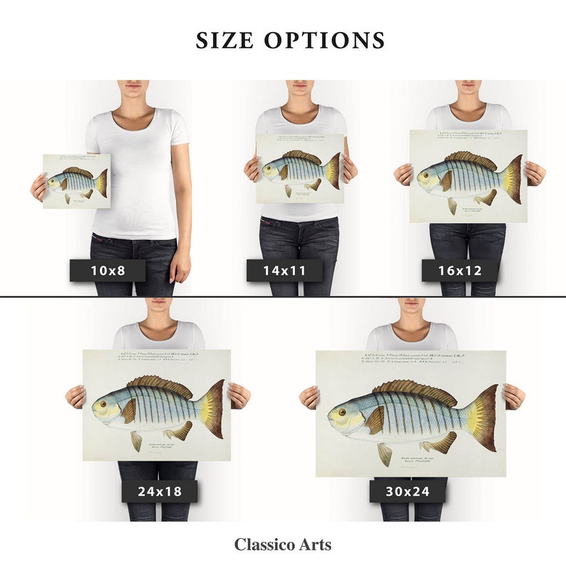 Blackfish Canvas Fish Print Vintage Fishing Poster Wall Art | Etsy