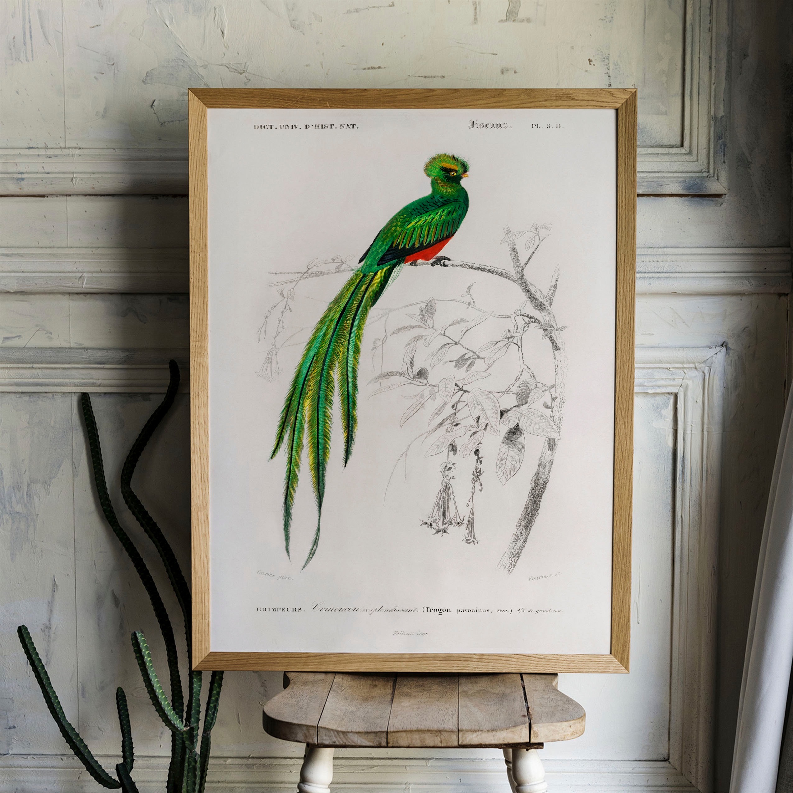 Parrot Print Antique Animal Painting Vintage Drawing Poster | Etsy
