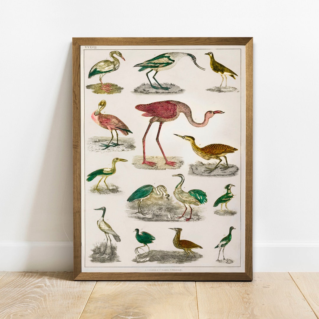 Flightless Birds Print, Antique Animal Painting, Vintage Drawing Poster ...
