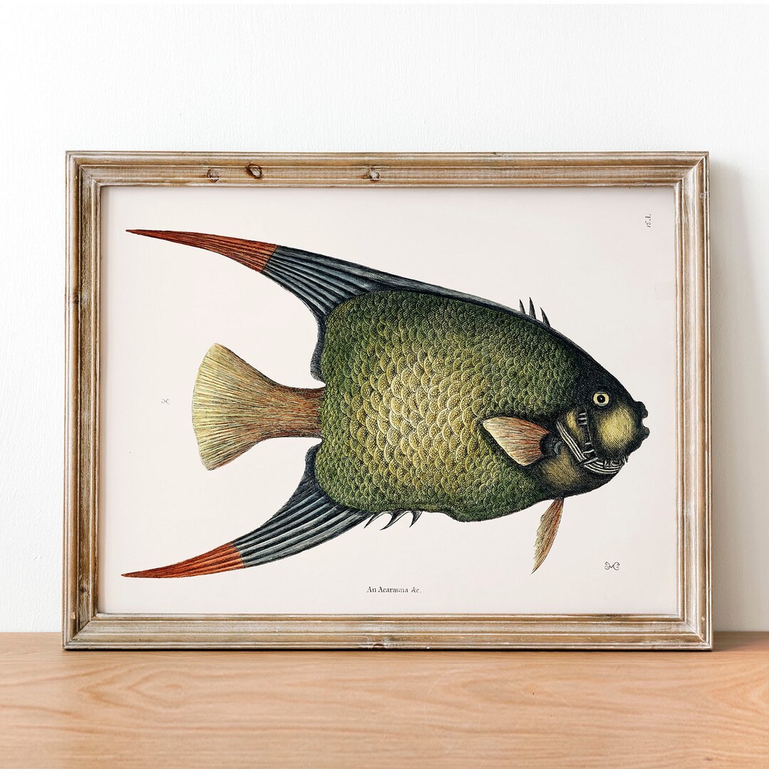 Angelfish Fish Print, Vintage Fishing Poster Wall Art Decor ...
