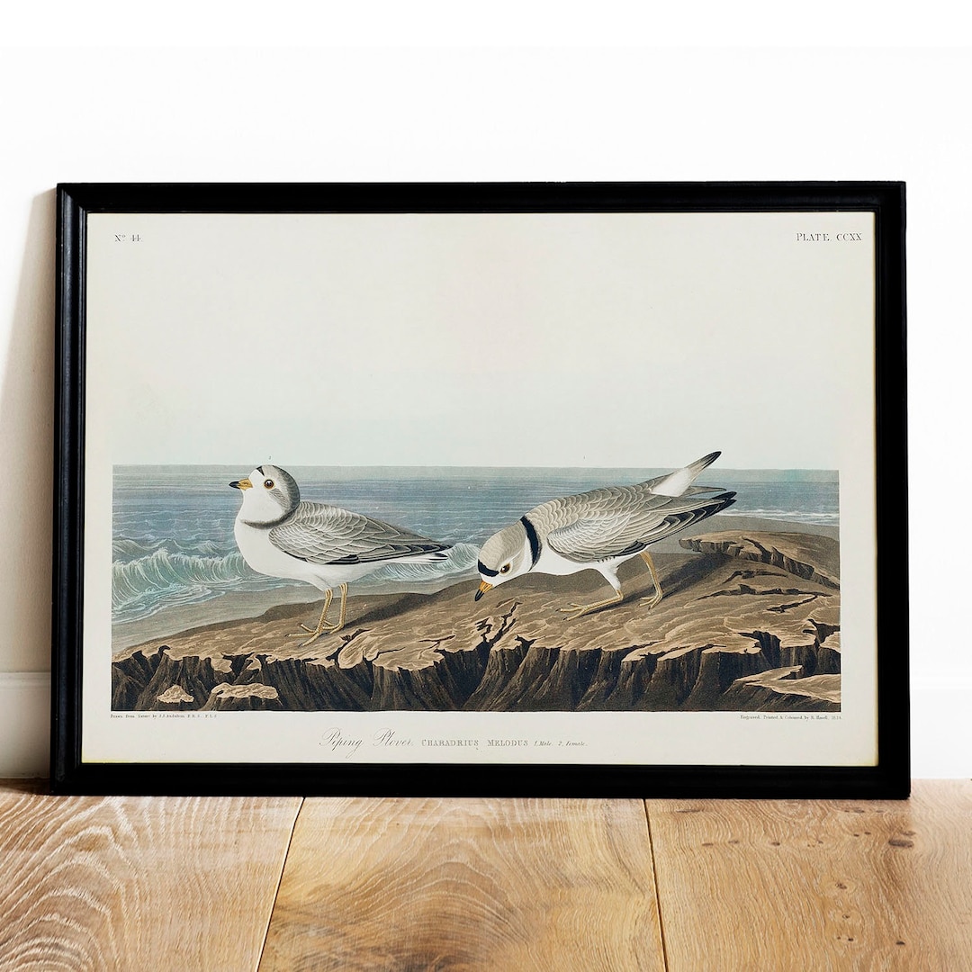 Piping Plover Print, Antique Bird Painting, Vintage Drawing Poster Wall ...