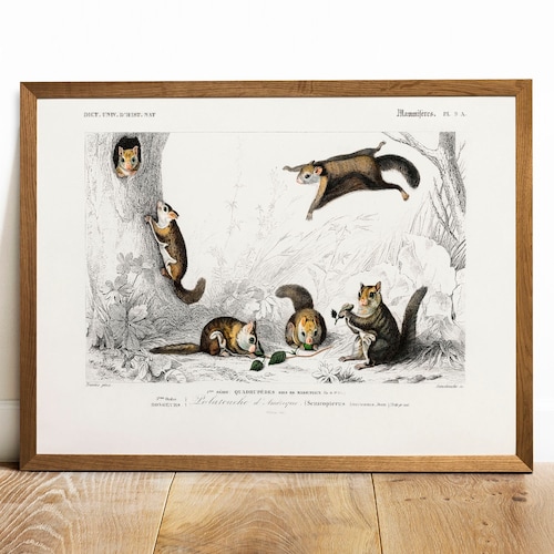 Flying Squirrel Print Antique Animal Painting Vintage - Etsy