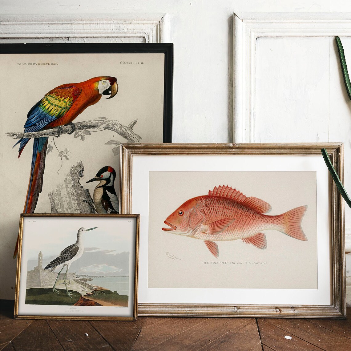 Northern Red Snapper Fish Print Vintage Fishing Poster Wall | Etsy