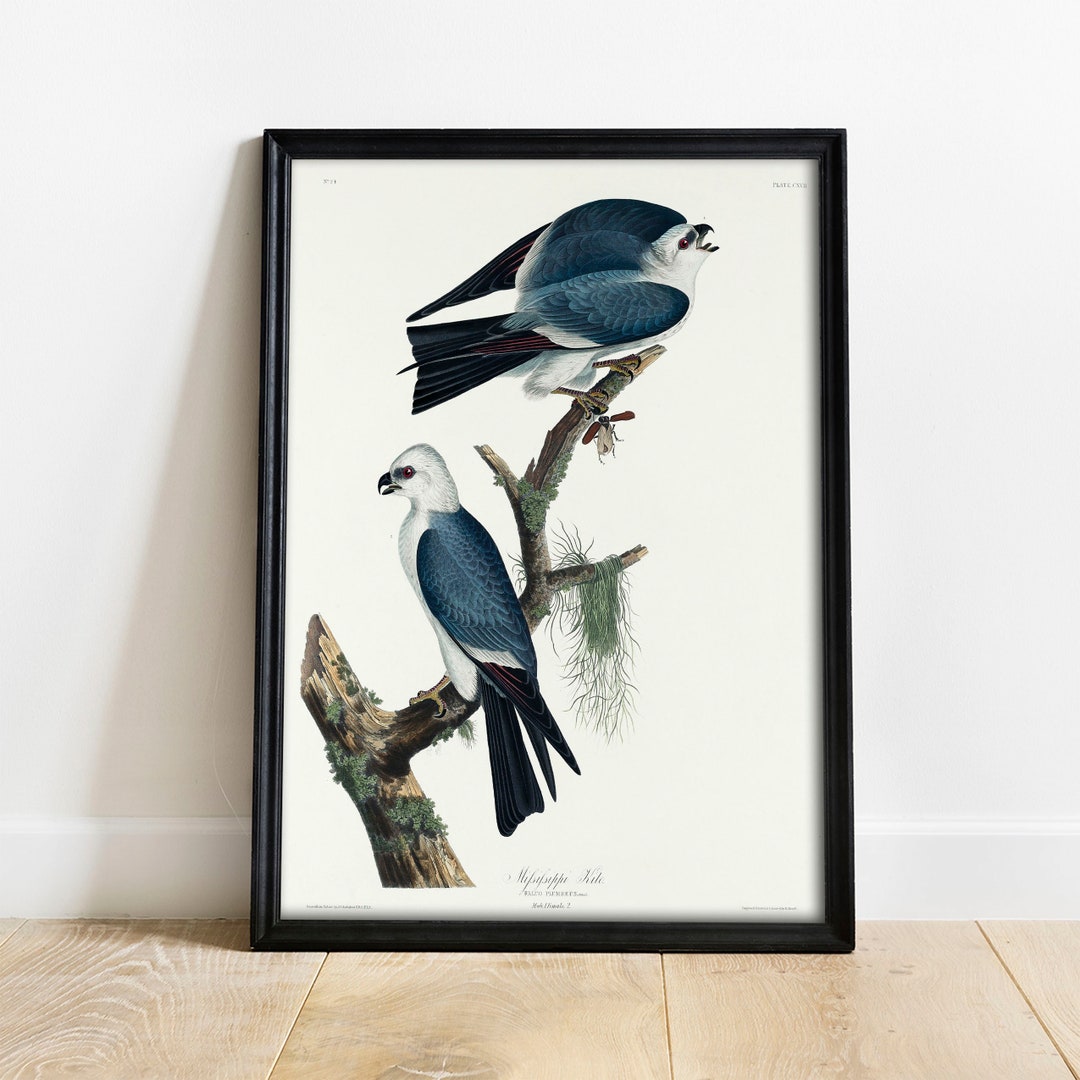 Kite Print, Antique Bird Painting, Vintage Drawing Poster Wall Art ...