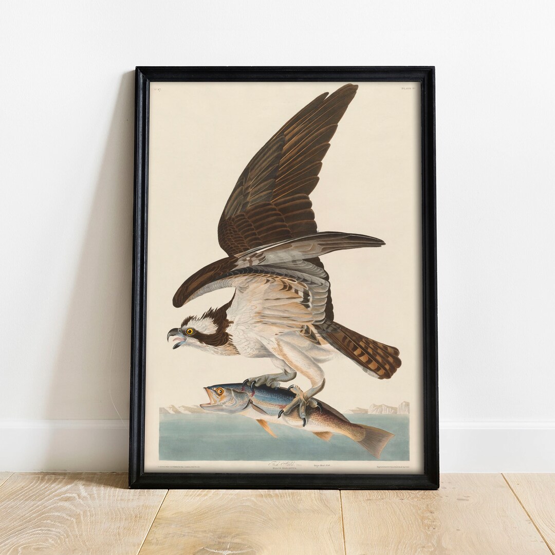 Fish Hawk Print, Antique Bird Painting, Vintage Drawing Poster Wall Art ...