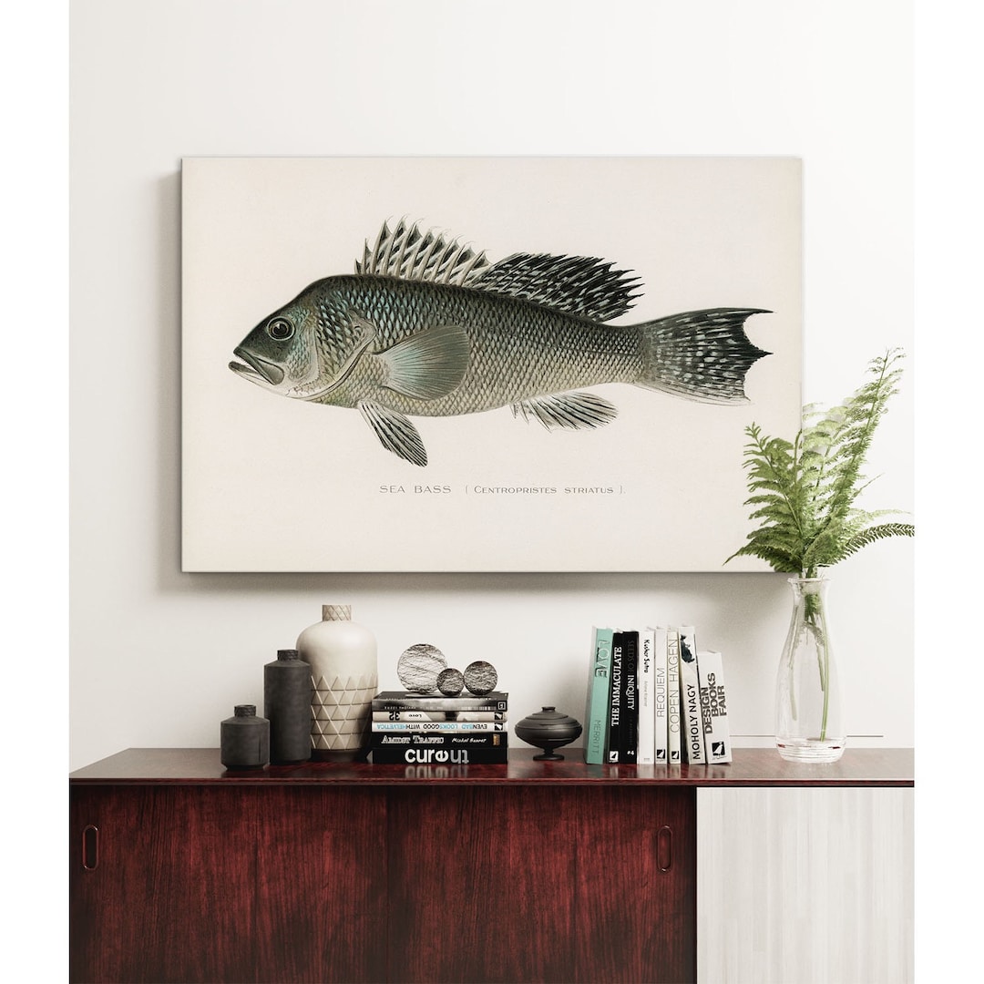 Vintage Sea Bass Canvas Print: Illustrated Fishing Poster Wall Art - Etsy