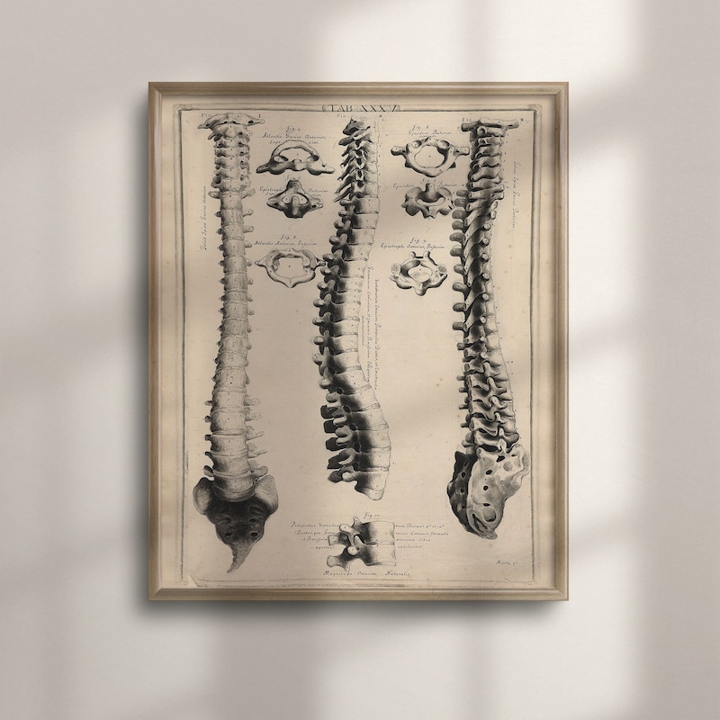 Spine Anatomical Art Framed - Etsy