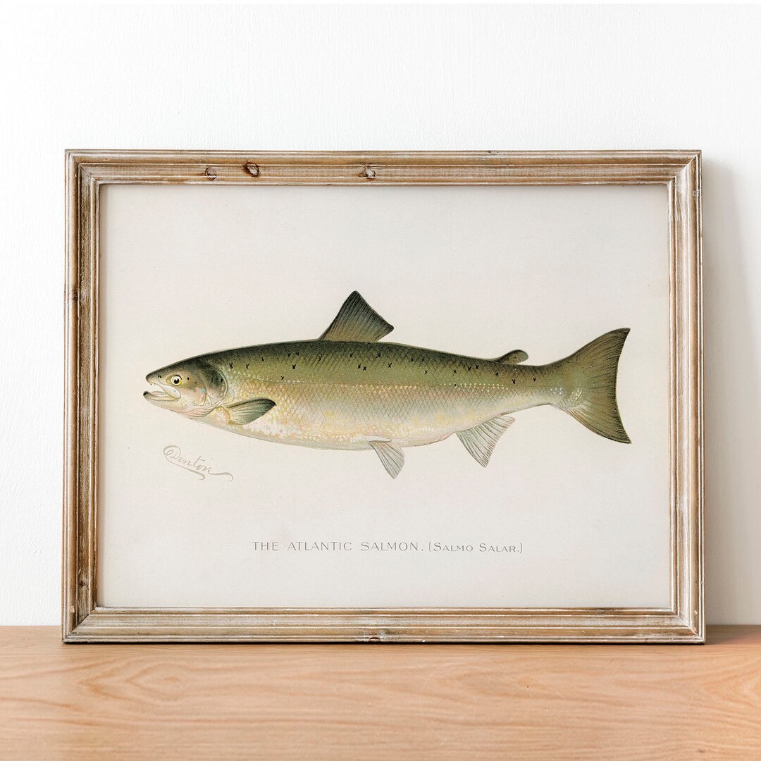 Atlantic Salmon Fish Print, Vintage Fishing Poster Wall Art Decor ...