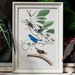 Indigo Bird Print, Antique Bird Painting, Vintage Drawing Poster Wall ...