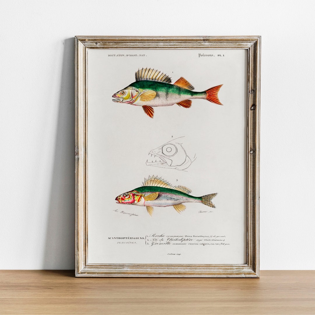 Perch Antique Print Illustration, Vintage Fish Poster, Fishing Wall Art ...
