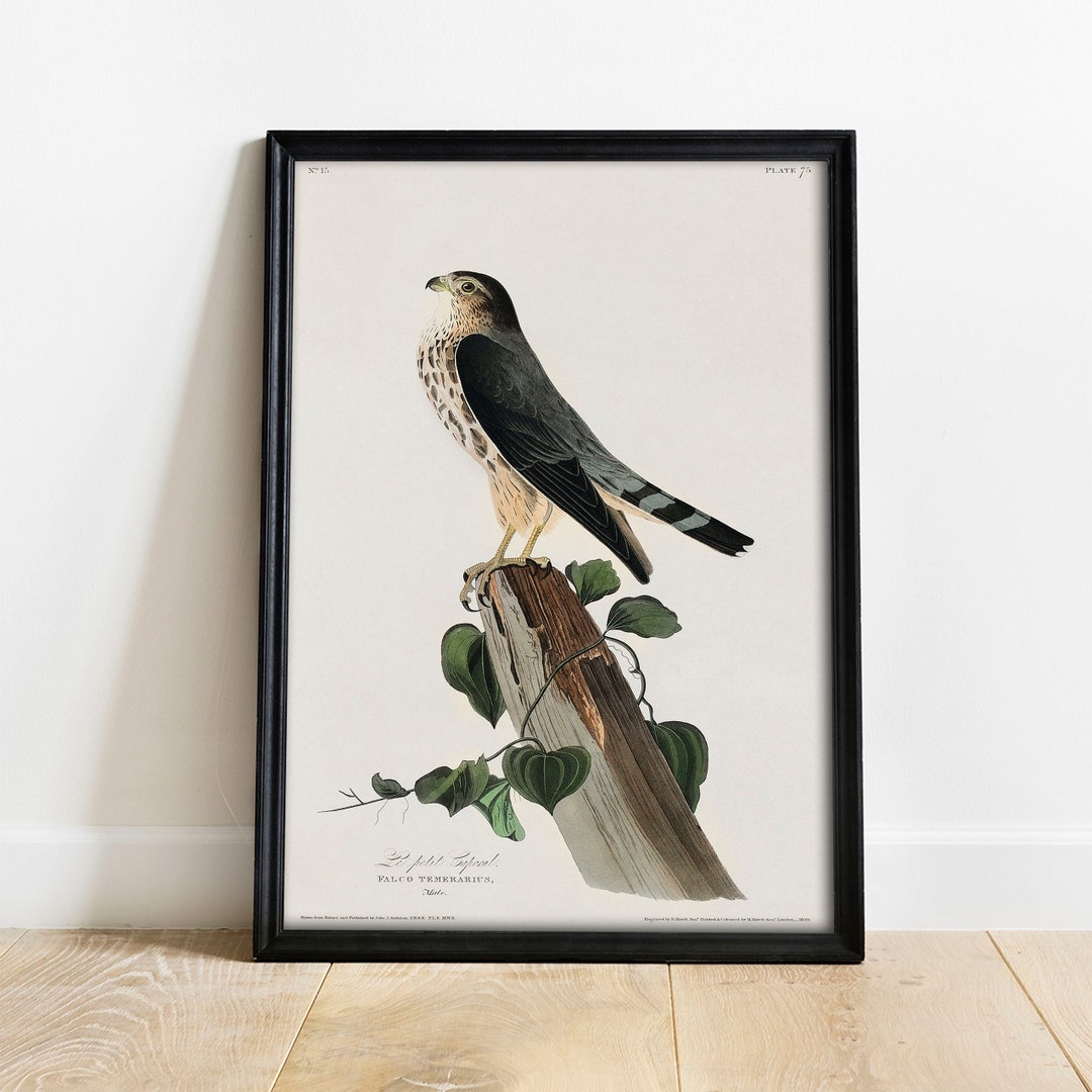 Merlin Print, Antique Bird Painting, Vintage Drawing Poster Wall Art ...