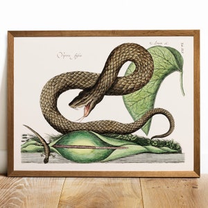 Viper Print, Antique Bird Painting, Vintage Drawing Poster Wall Art ...
