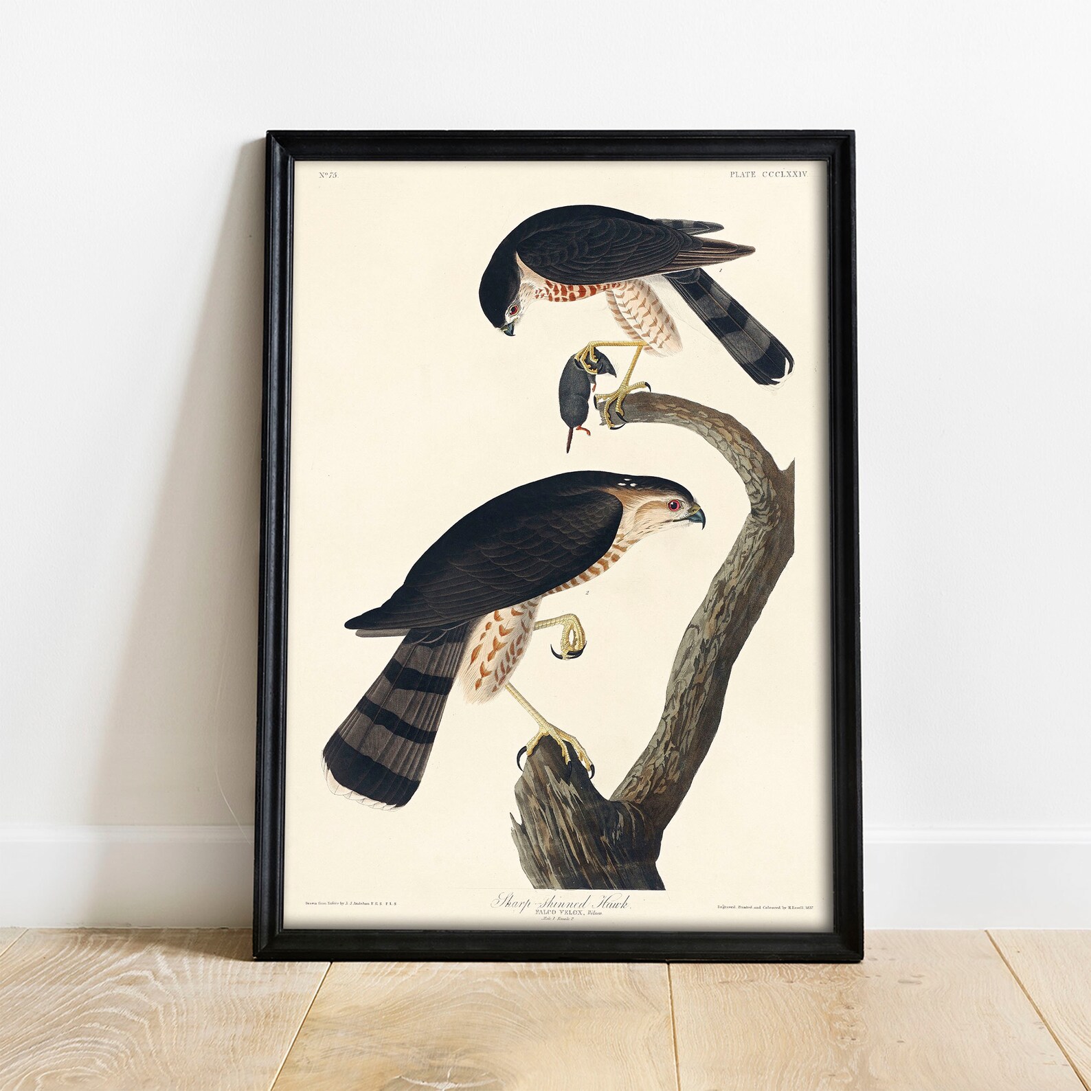 Hawk Print Antique Bird Painting Vintage Drawing Poster Wall - Etsy
