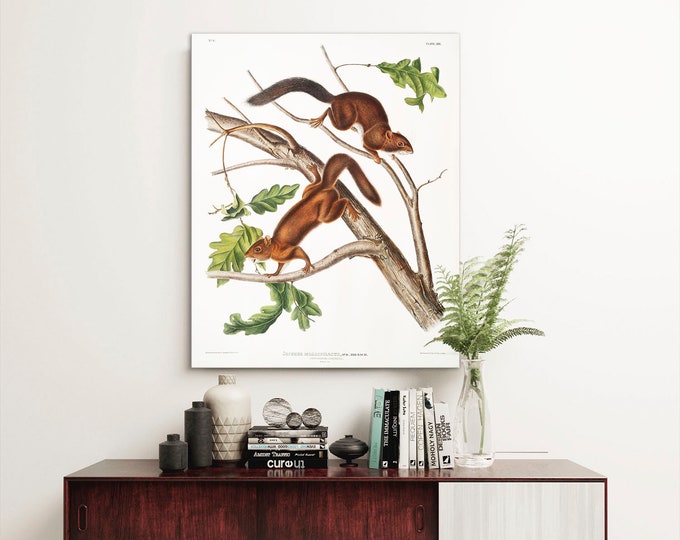 Collection of Squirrel Species Vintage Poster, Squirrels Running on ...