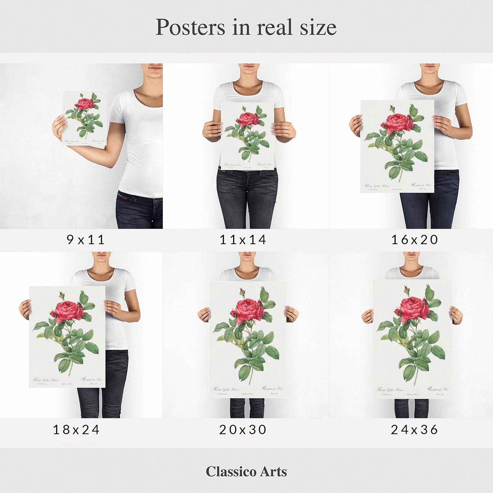 Flower Illustration Red Rose Print Antique Botanical | Etsy