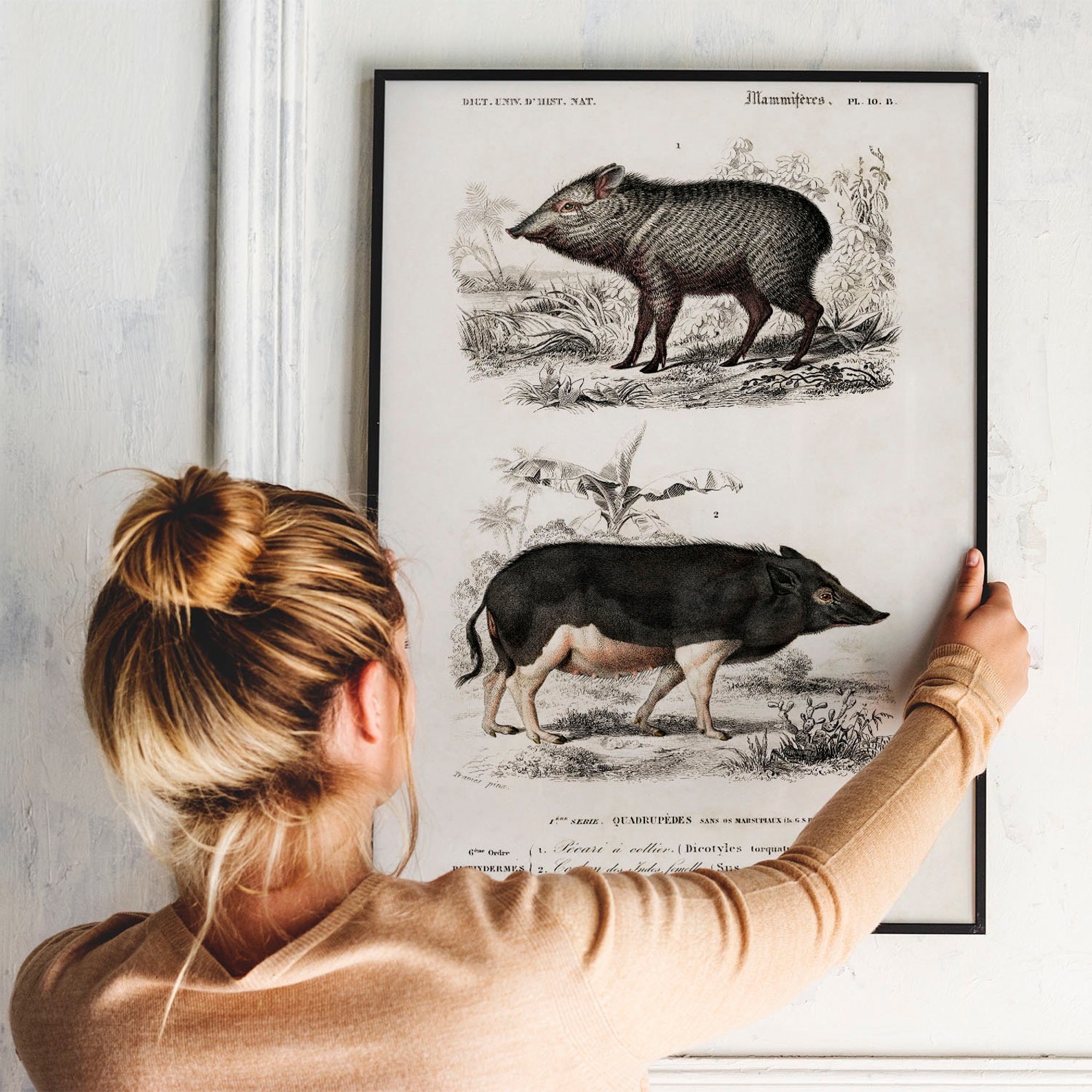 Antique Wild Boar Print: Vintage Animal Wall Art - Etsy