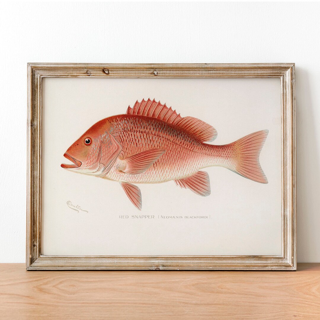 Northern Red Snapper Fish Print, Vintage Fishing Poster Wall Art Decor ...