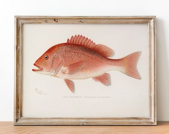 Red Snapper - Etsy
