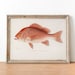 Northern Red Snapper Fish Print Vintage Fishing Poster Wall - Etsy