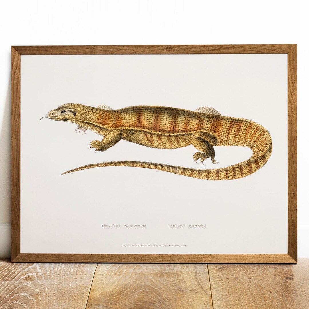 Antique Yellow Monitor Lizard Print: Vintage Reptile Wall Art - Etsy