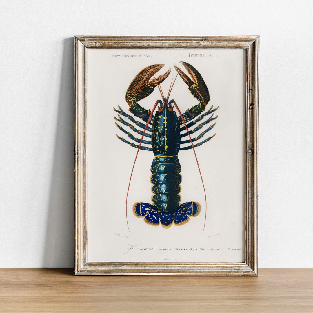 Crawfish Antique Print Illustration, Vintage Fish Poster, Fishing Wall ...