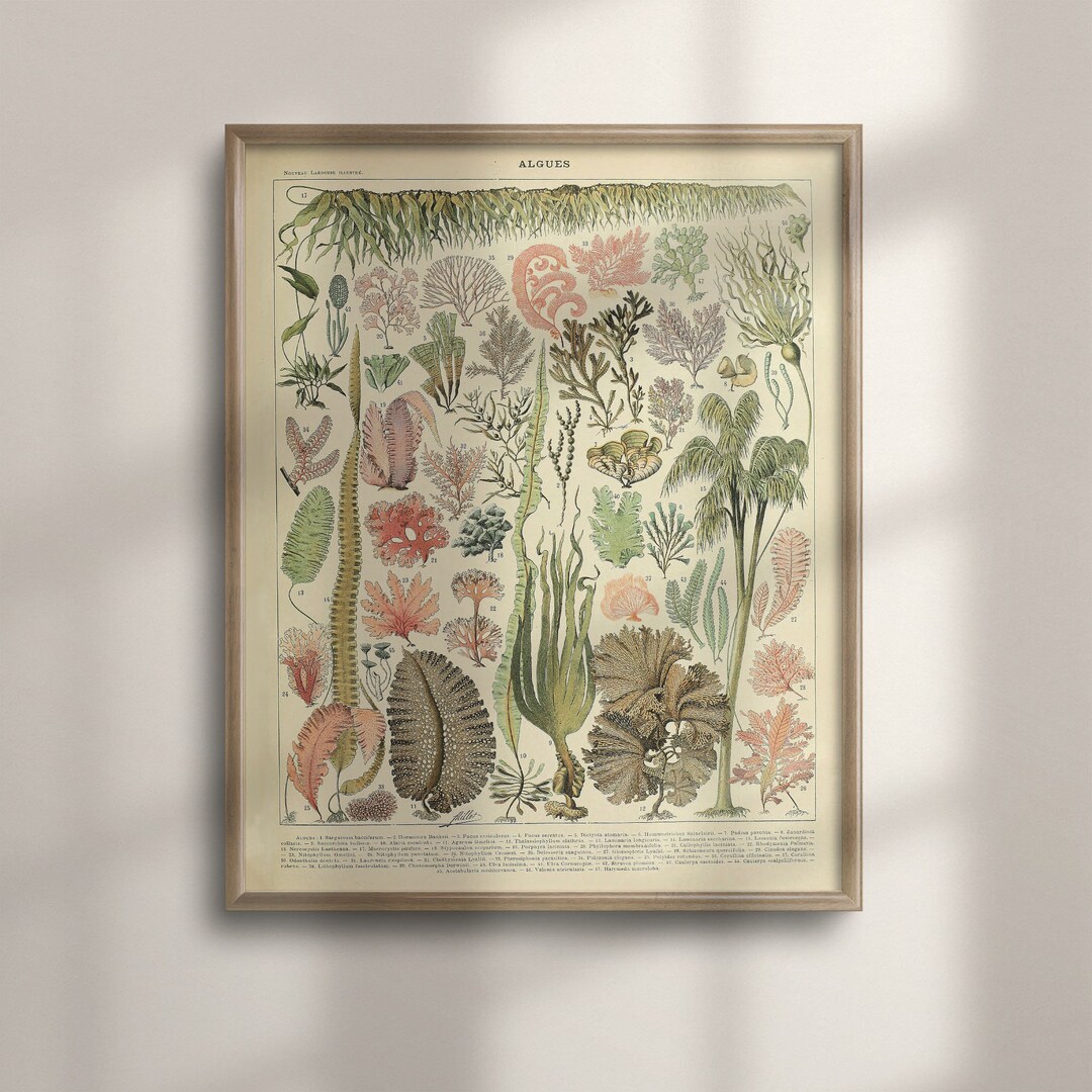 Vintage Algae Print: Adolphe Millot Botanical Seaweed Illustration - Etsy
