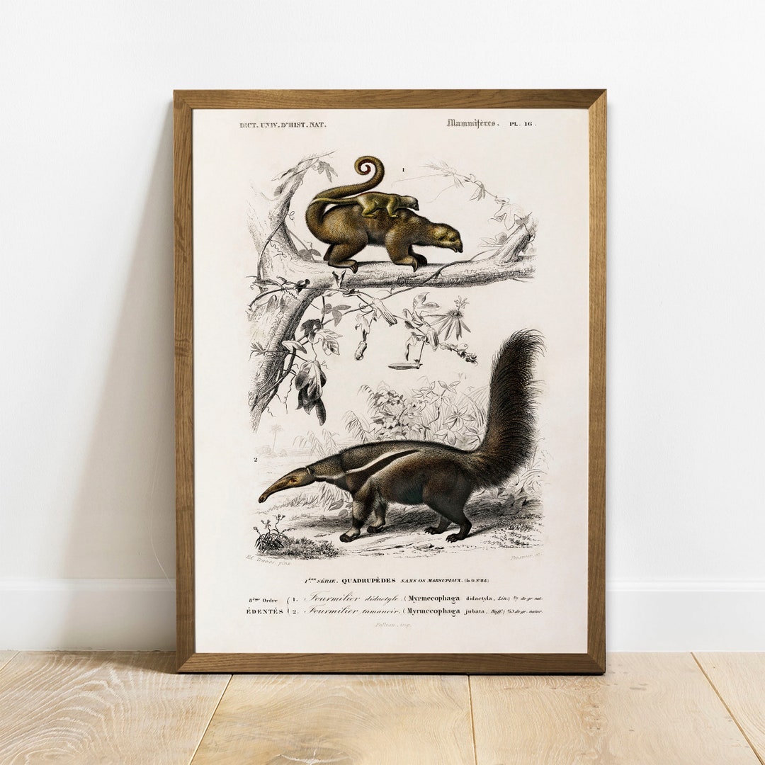 Anteater Print, Antique Animal Painting, Vintage Drawing Poster Wall ...