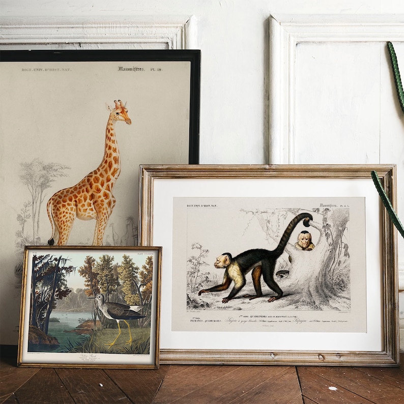 Monkey Print Antique Animal Painting Vintage Drawing Poster - Etsy